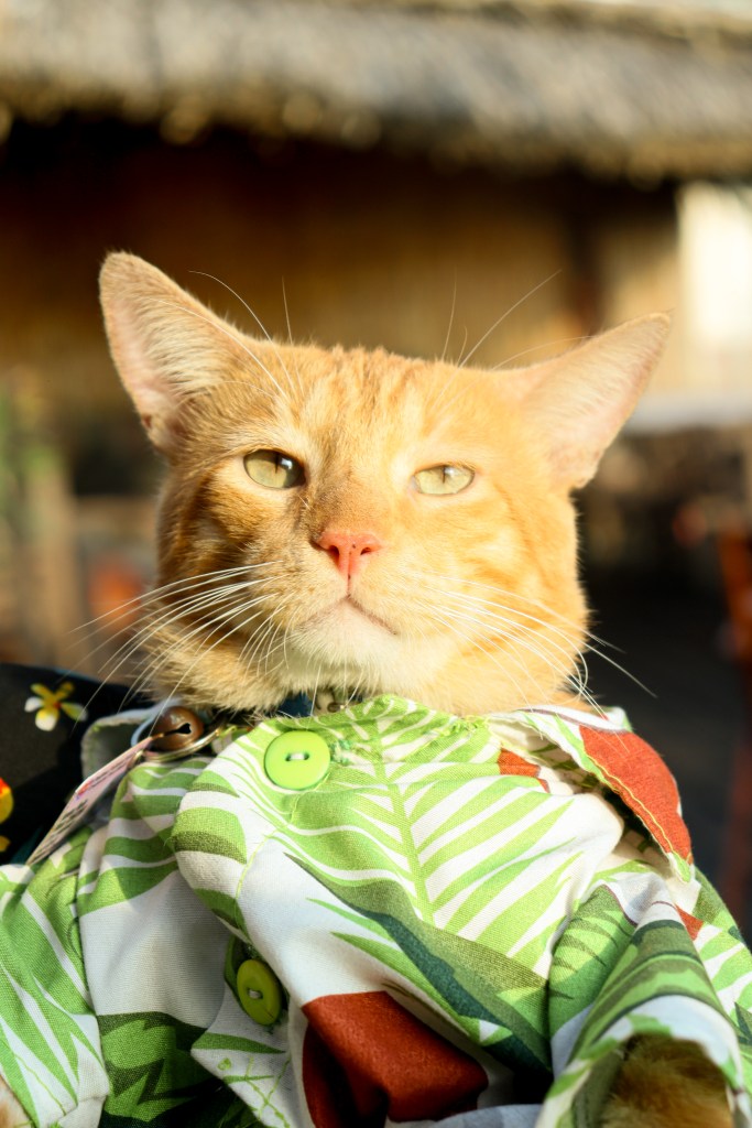 Werito, el gato que trabaja como seguridad en un bar de Acapulco ...